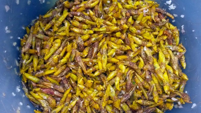 Mummy Tales in Kampala: How to Eat Nsenene (Grasshoppers) -a Ugandan ...